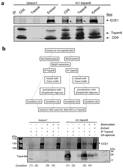 The Tetraspanin Tspan8 Associates with Endothelin Converting Enzyme ...