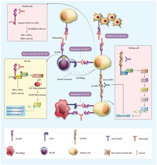 SLAM Modification as an Immune-Modulatory Therapeutic Approach in Cancer