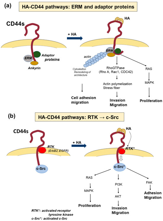 Cancers | Free Full-Text | A Narrative Review on CD44’s Role in ...