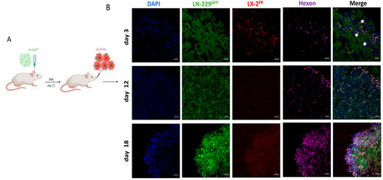 Intranasal Delivery of Oncolytic Adenovirus XVir-N-31 via Optimized ...
