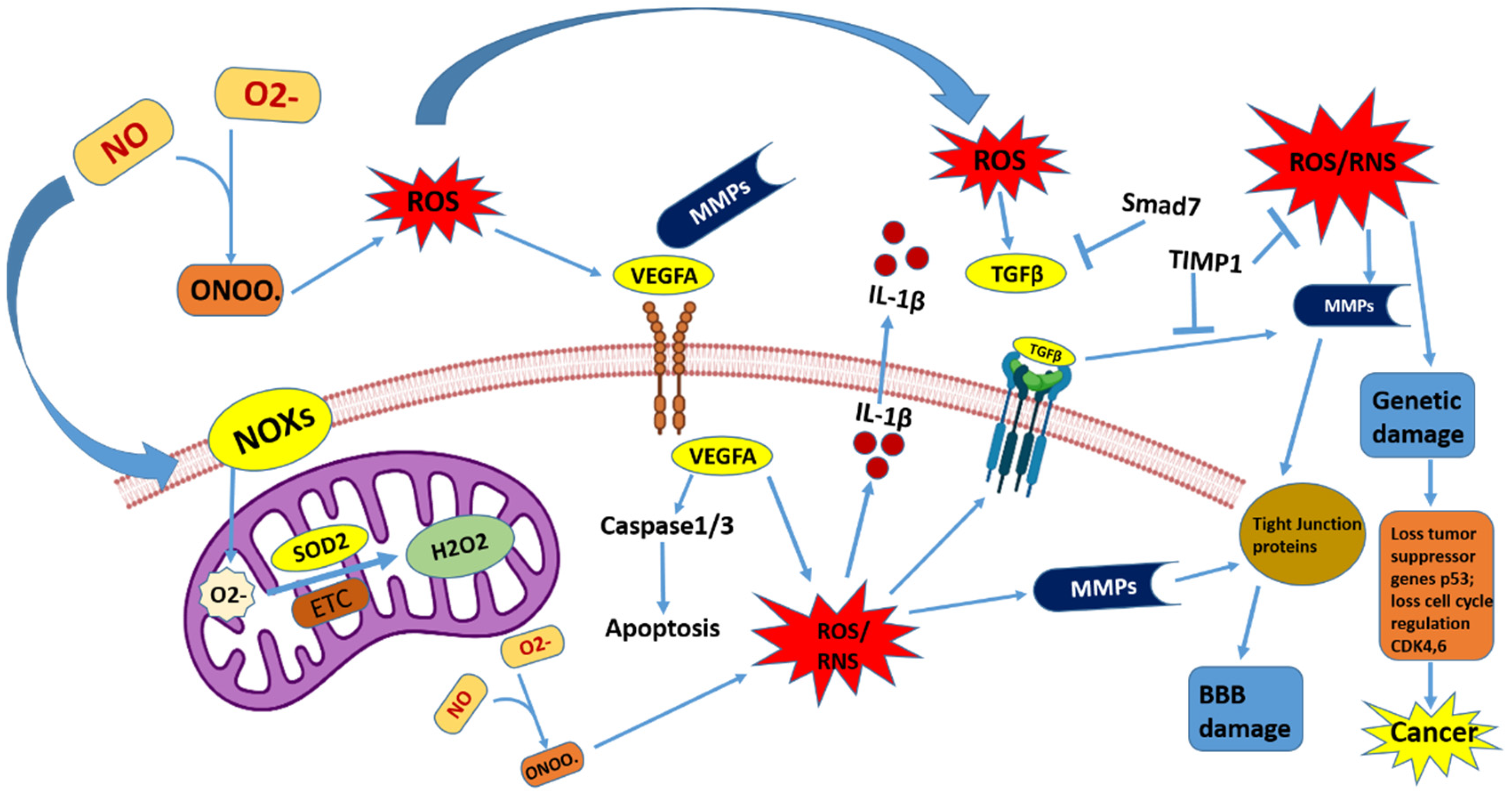 Role of Oxidative Stress in Metabolic Reprogramming of Brain Cancer