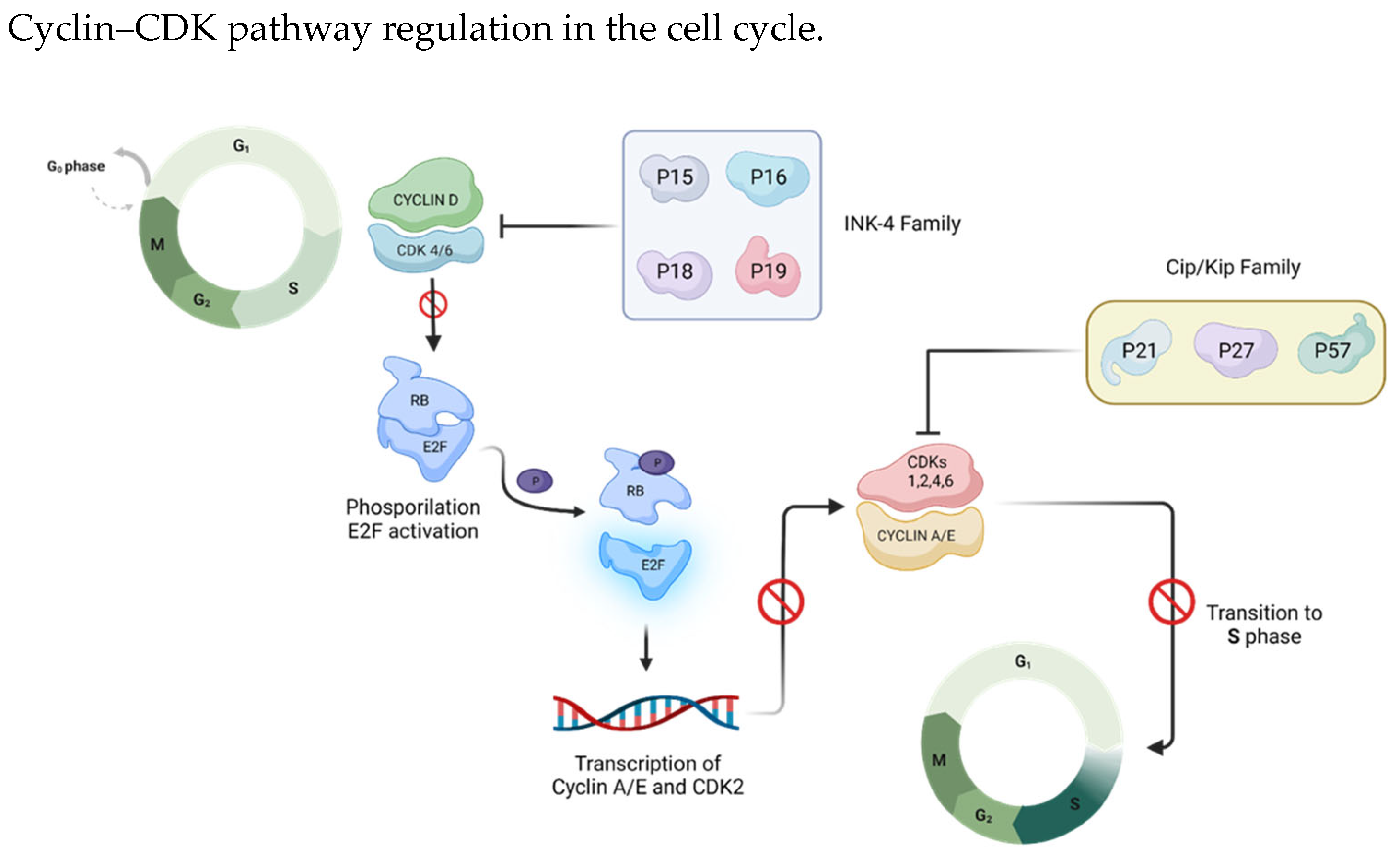 The Role of Cyclin-Dependent Kinases (CDK) 4/6 in the Ovarian Tissue and the Possible Effects of ...