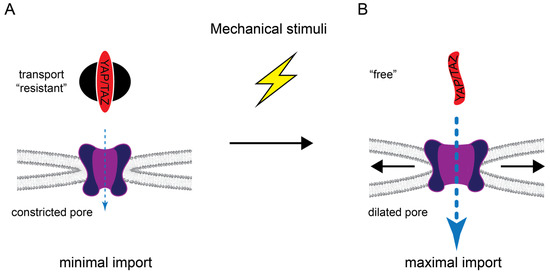 Nuclear Import and Export of YAP and TAZ