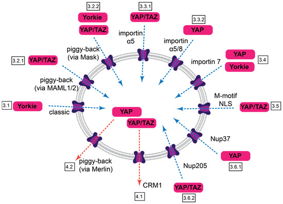 Nuclear Import and Export of YAP and TAZ