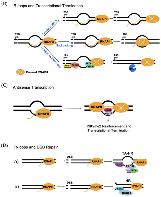 Cancers | Free Full-Text | R-Loops in Genome Instability and Cancer