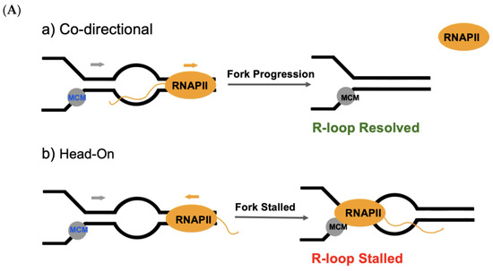 Cancers | Free Full-Text | R-Loops in Genome Instability and Cancer