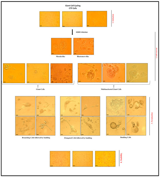 Polyploid Giant Cancer Cells Generated from Human Cytomegalovirus ...