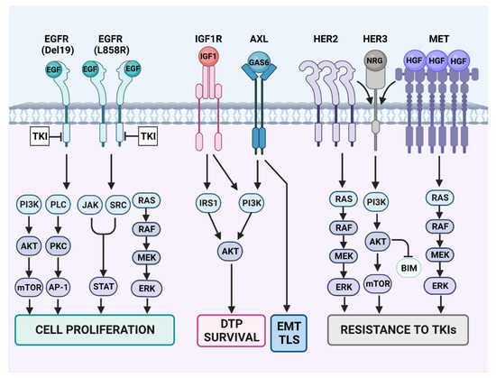 Resistance of Lung Cancer to EGFR-Specific Kinase Inhibitors: Activation of Bypass Pathways and ...