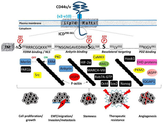 CD44 Intracellular Domain: A Long Tale of a Short Tail