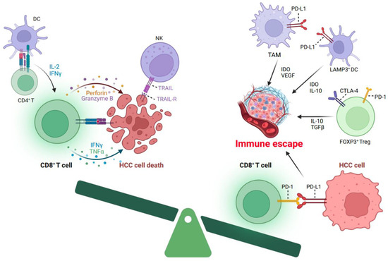 Unveiling the Role of Tumor-Infiltrating T Cells and Immunotherapy in ...