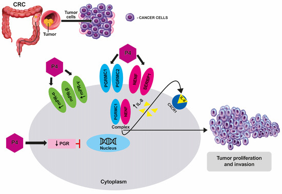 New Insights on the Progesterone (P4) and PGRMC1/NENF Complex ...