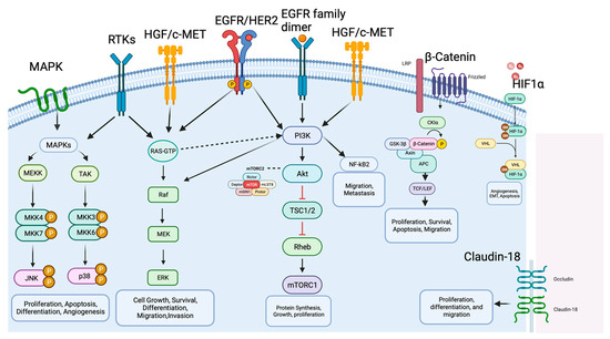 Gastric Cancer: Molecular Mechanisms, Novel Targets, and ...
