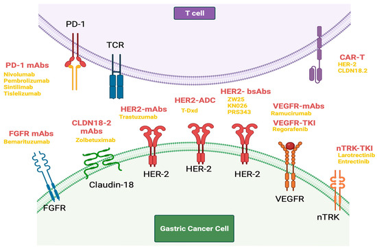 Cancers | Free Full-Text | Gastric Cancer: Molecular Mechanisms, Novel Targets, and ...