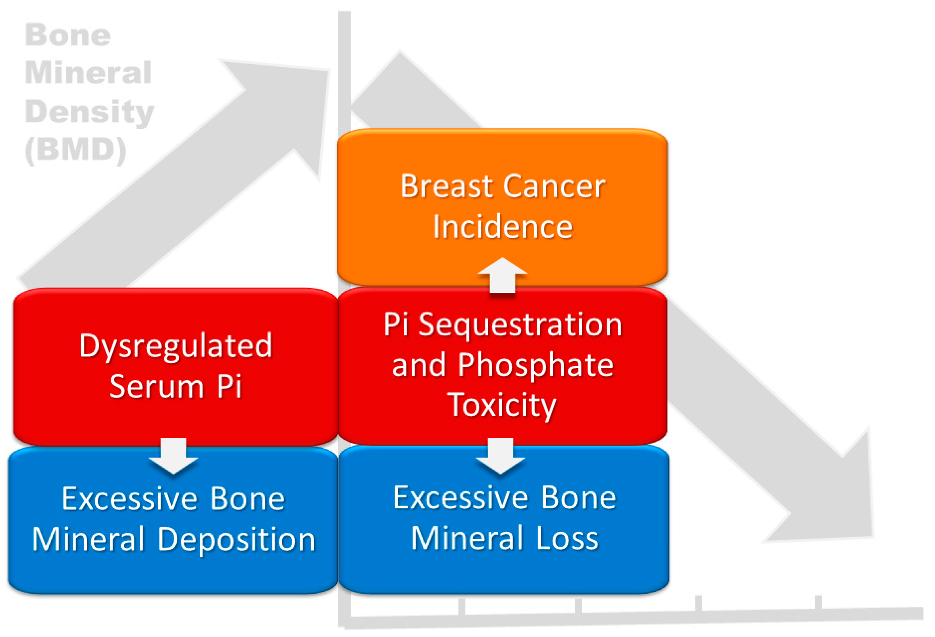 Breast Cancer and Bone Mineral Density in a U.S. Cohort of Middle-Aged ...