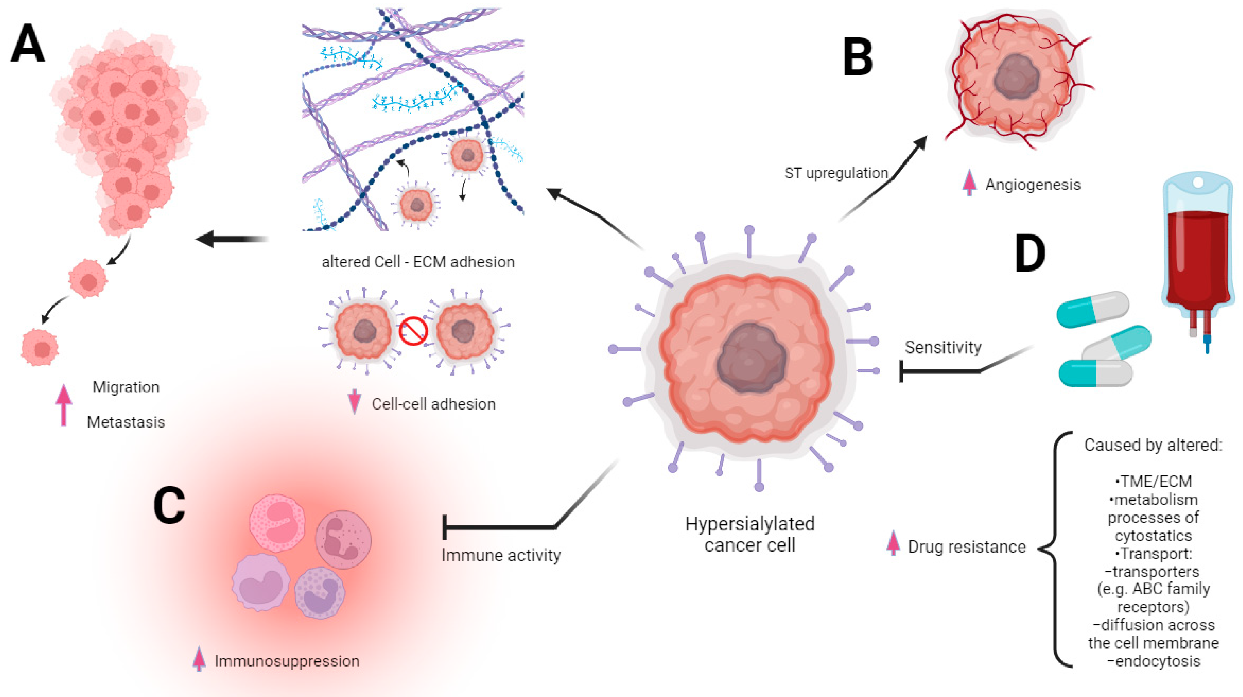 Cell Membrane Sialome: Sialic Acids as Therapeutic Targets and ...