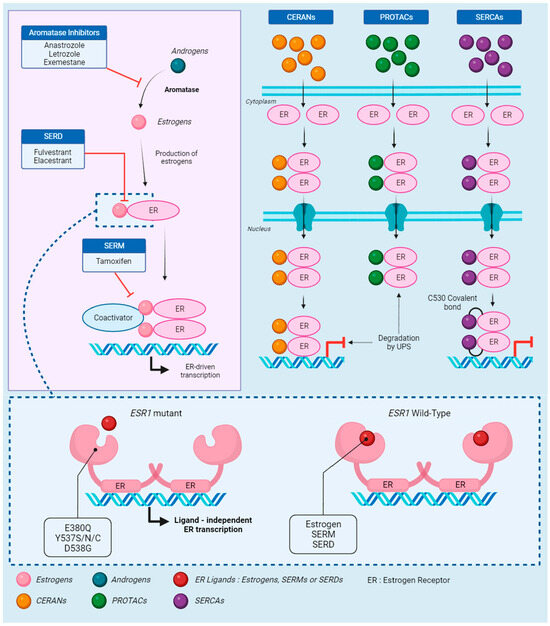 ESR1 Gene Mutations and Liquid Biopsy in ER-Positive Breast Cancers: A ...