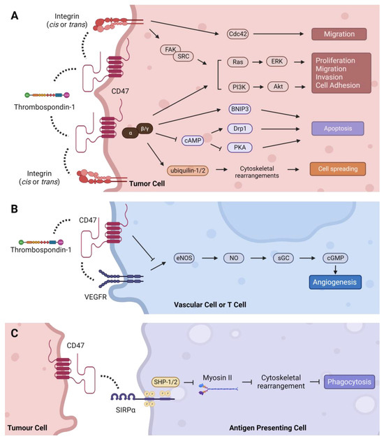 CD47: The Next Frontier in Immune Checkpoint Blockade for Non-Small ...
