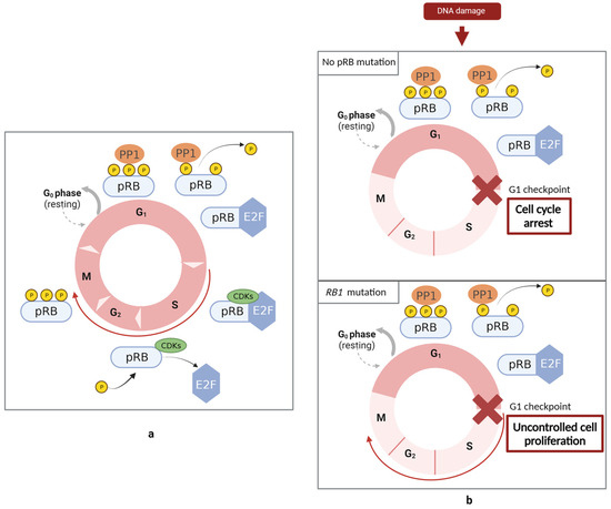 Cancers | Free Full-Text | Risk of Second Tumors in Retinoblastoma ...