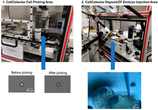 Cancers | Free Full-Text | DanioCTC: Analysis of Circulating Tumor ...
