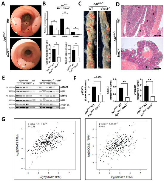 STAT2 Controls Colorectal Tumorigenesis and Resistance to Anti-Cancer Drugs
