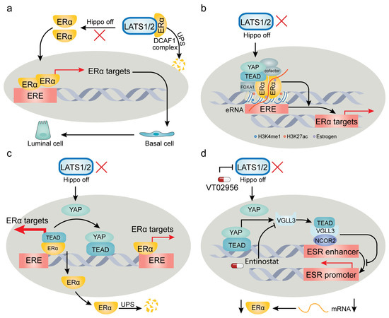 Cancers | Free Full-Text | New Insights into YAP/TAZ-TEAD-Mediated Gene Regulation and ...