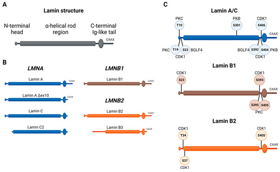 Cancers | Free Full-Text | The Multifaceted Roles of Lamins in Lung ...