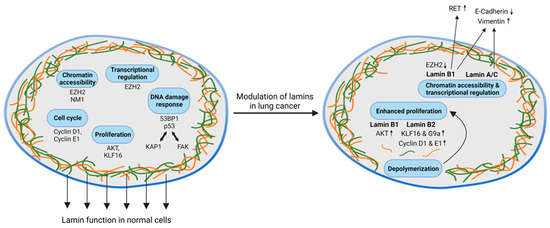 Cancers | Free Full-Text | The Multifaceted Roles of Lamins in Lung ...