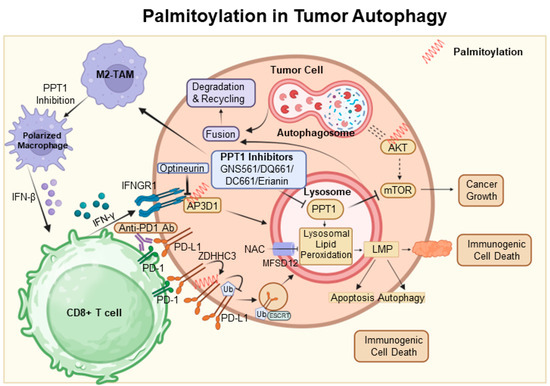 Advances of Protein Palmitoylation in Tumor Cell Deaths