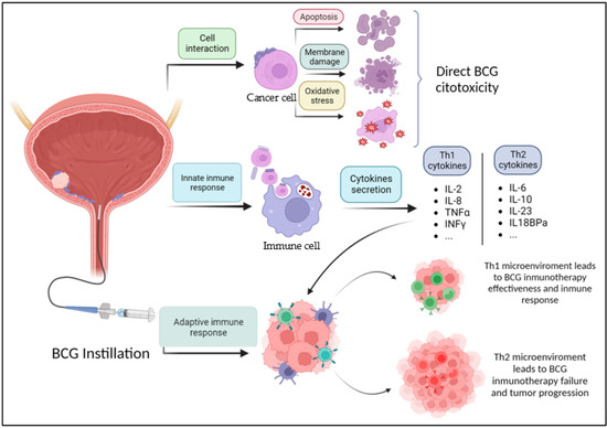 Immune Predictors of Response after Bacillus Calmette–Guérin Treatment ...