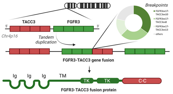 Diffuse Gliomas with FGFR3-TACC3 Fusions: Oncogenic Mechanisms ...