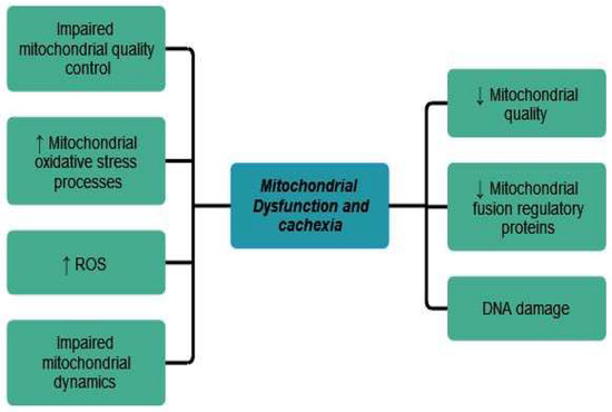Cancer Cachexia: New Insights and Future Directions