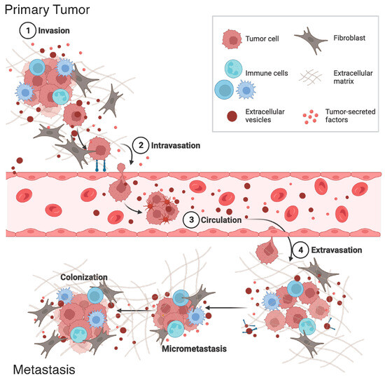 Extracellular Vesicles: Biological Packages That Modulate Tumor Cell ...
