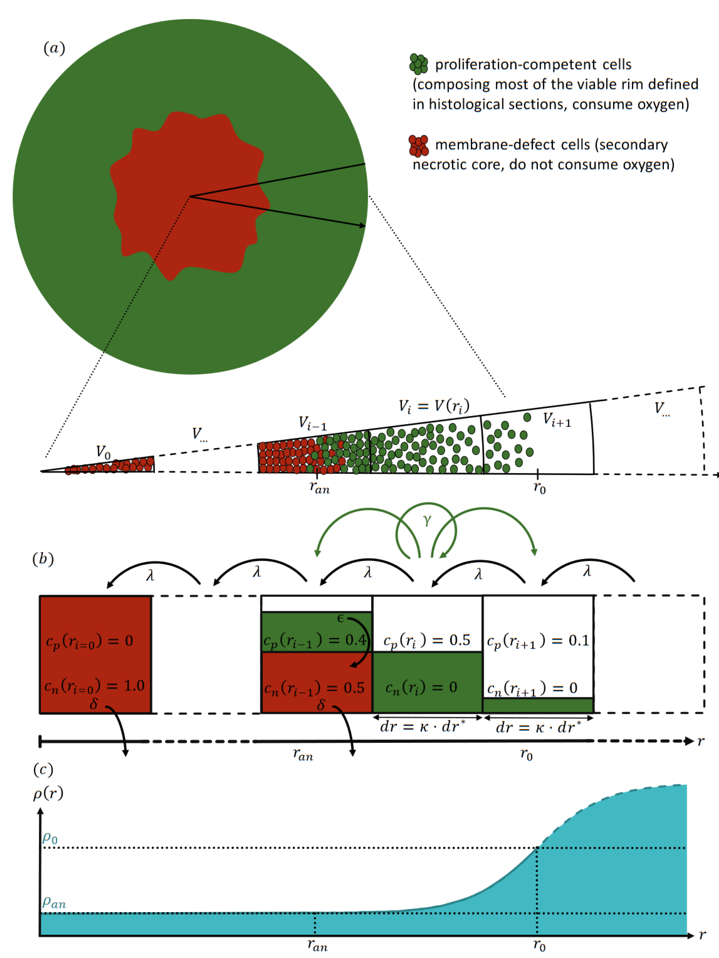 Cancers | Free Full-Text | Efficient Radial-Shell Model for 3D Tumor ...