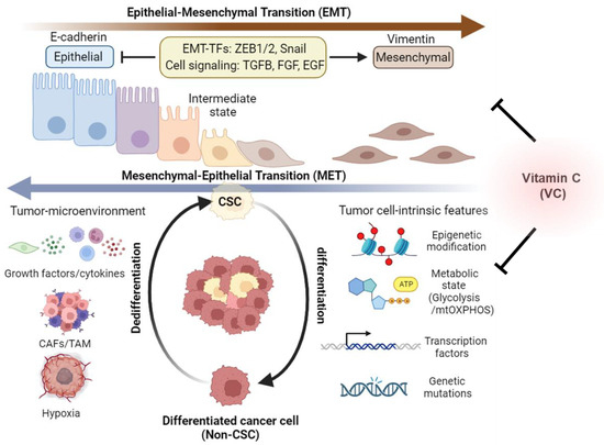 Role of Vitamin C in Targeting Cancer Stem Cells and Cellular Plasticity