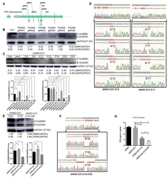 Cancers | Free Full-Text | A New HEK293 Cell with CR2 Region of E1A ...