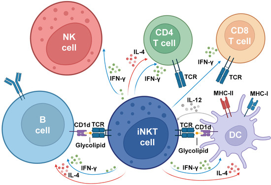 Cancers | Free Full-Text | Natural Killer T Cell Diversity and Immunotherapy