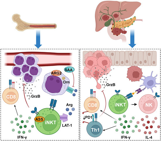 Natural Killer T Cell Diversity and Immunotherapy
