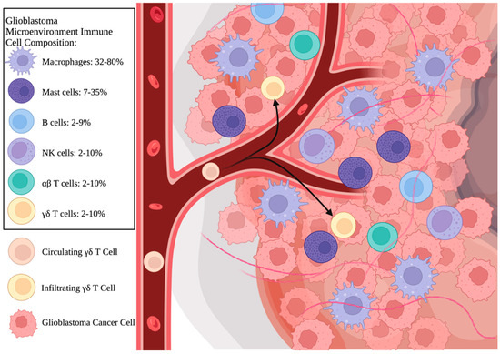 The Role of γδ T-Lymphocytes in Glioblastoma: Current Trends and Future ...