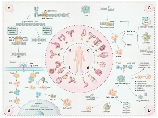 Susceptibility Genes Associated with Multiple Primary Cancers