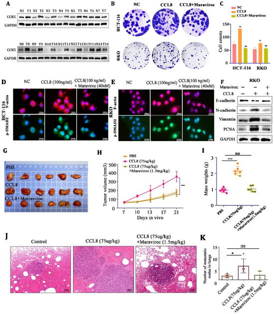 Lactate-Induced CCL8 in Tumor-Associated Macrophages Accelerates the ...