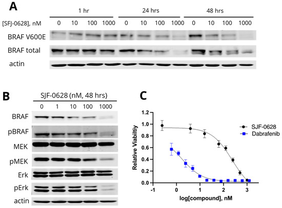 Cancers | Free Full-Text | The Targeted Degradation of BRAF V600E Reveals the Mechanisms of ...