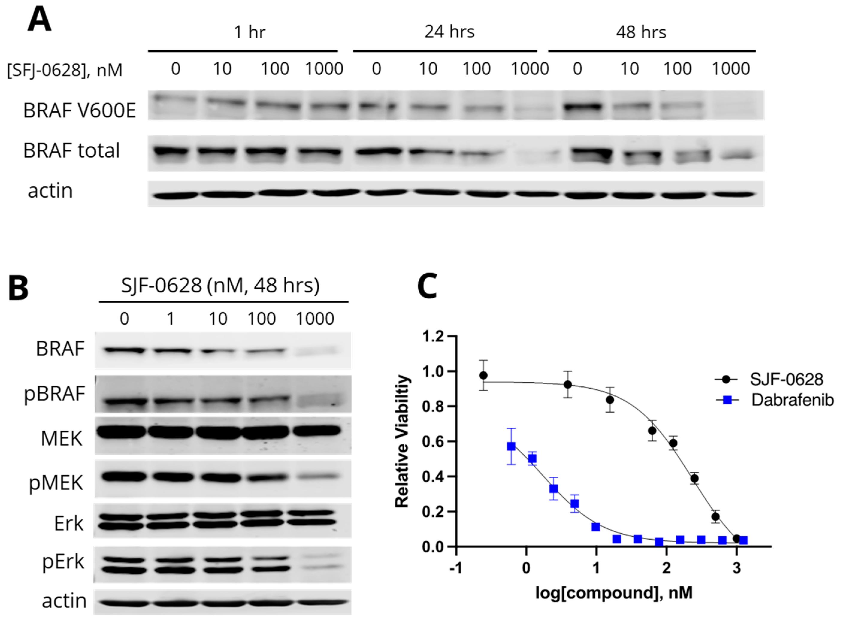 Cancers | Free Full-Text | The Targeted Degradation of BRAF V600E Reveals the Mechanisms of ...