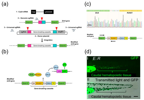 Generation of a Zebrafish Knock-In Model Recapitulating Childhood ETV6 ...