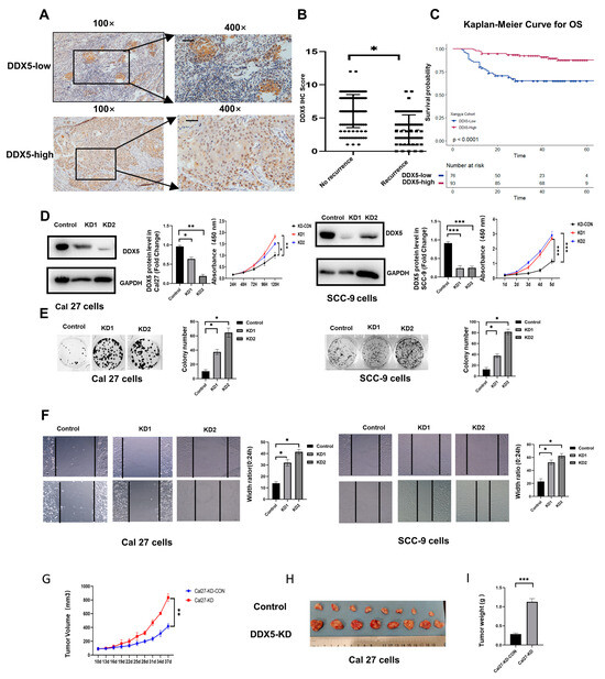 DDX5 Functions as a Tumor Suppressor in Tongue Cancer