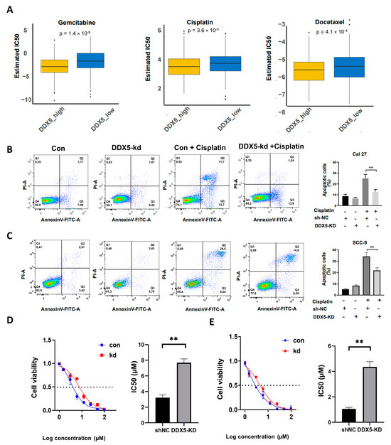 DDX5 Functions as a Tumor Suppressor in Tongue Cancer