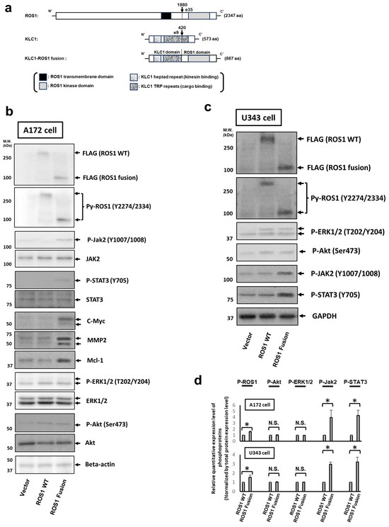 KLC1-ROS1 Fusion Exerts Oncogenic Properties of Glioma Cells via ...