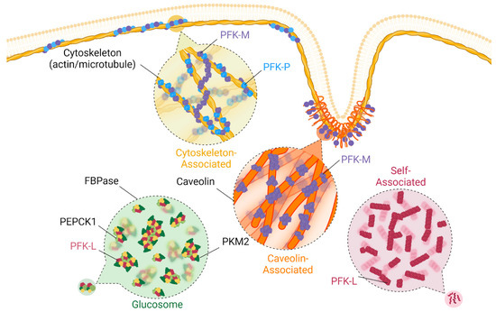 Hitting the Sweet Spot: How Glucose Metabolism Is Orchestrated in Space ...