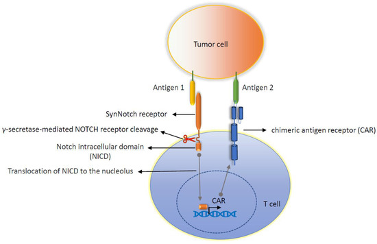 Evolving CAR-T-Cell Therapy for Cancer Treatment: From Scientific ...