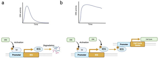Extracellular Signal-Regulated Kinases: One Pathway, Multiple Fates