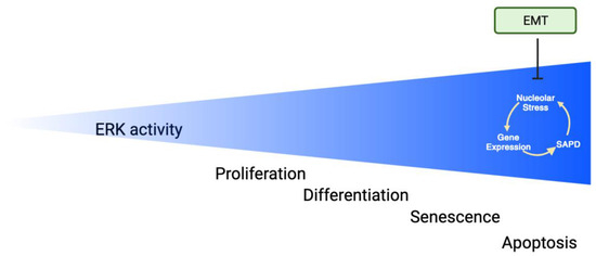 Extracellular Signal-Regulated Kinases: One Pathway, Multiple Fates